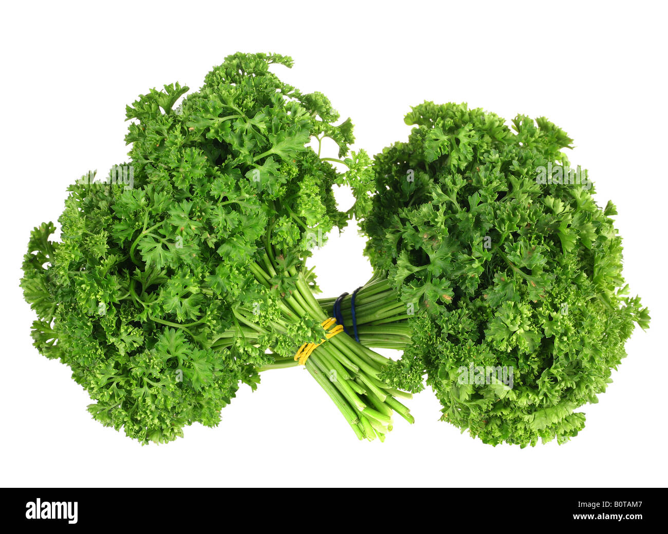 Parsley bunch detail isolated on white background Stock Photo - Alamy