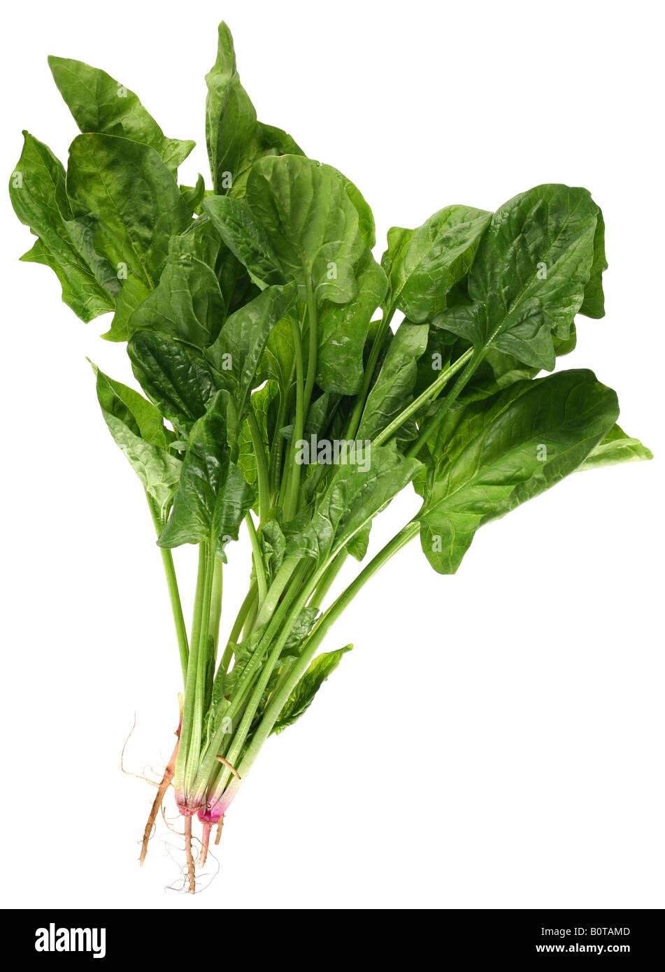 Spinach leaf with root isolated on white background Stock Photo - Alamy