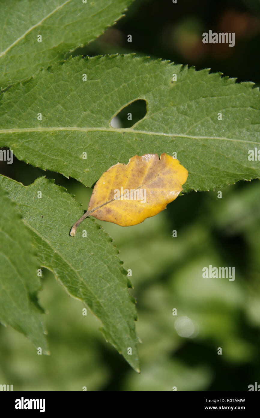one single fallen leaf on green plant in field Stock Photo - Alamy