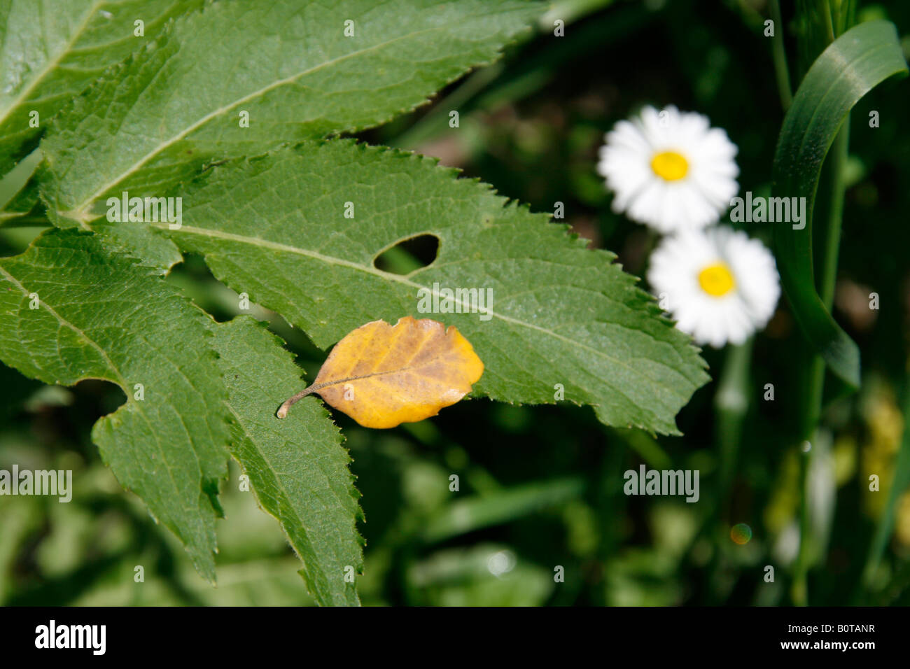 one single fallen leaf on green plant in field Stock Photo - Alamy