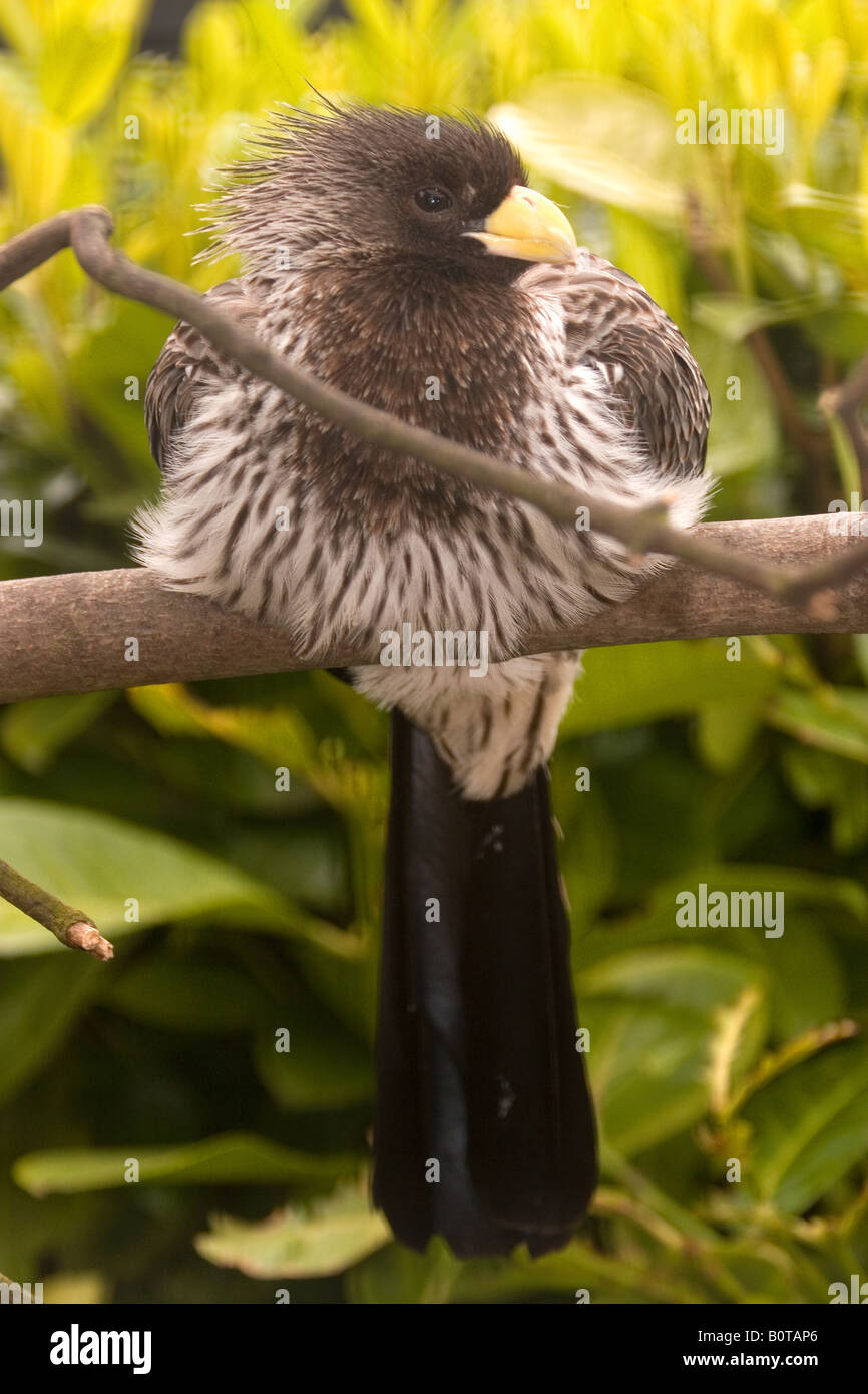 Western Grey Plantain Eater, Crinifer piscator Stock Photo - Alamy