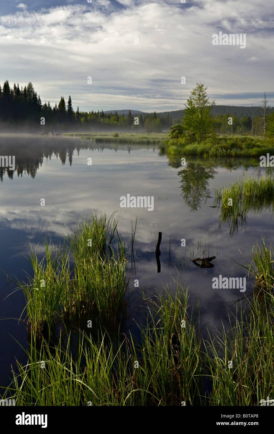 Reflections In The Water Of Marsh Stock Photo - Alamy