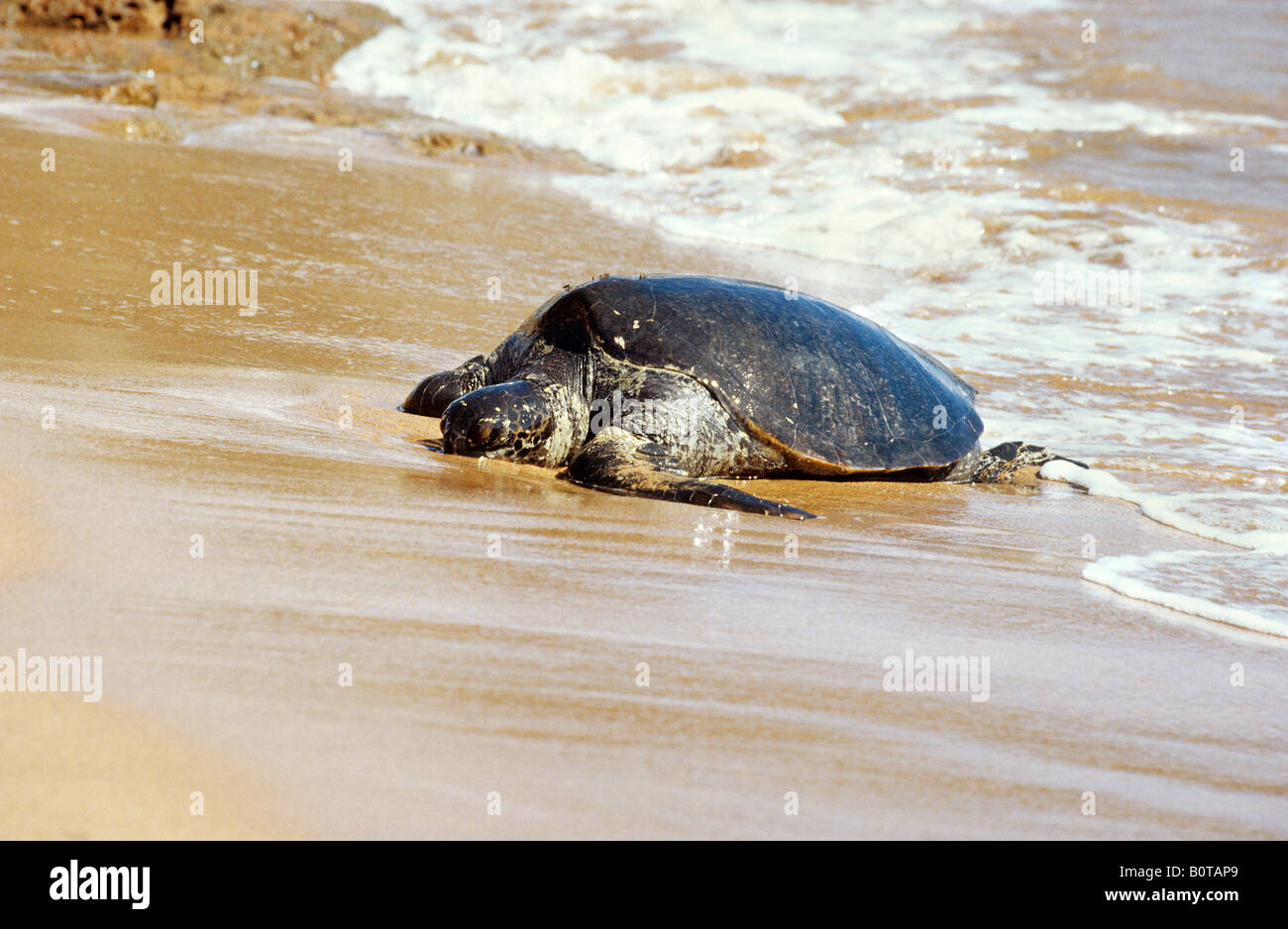 Pacific Green Sea Turtle, Galapagos Islands Stock Photo - Alamy