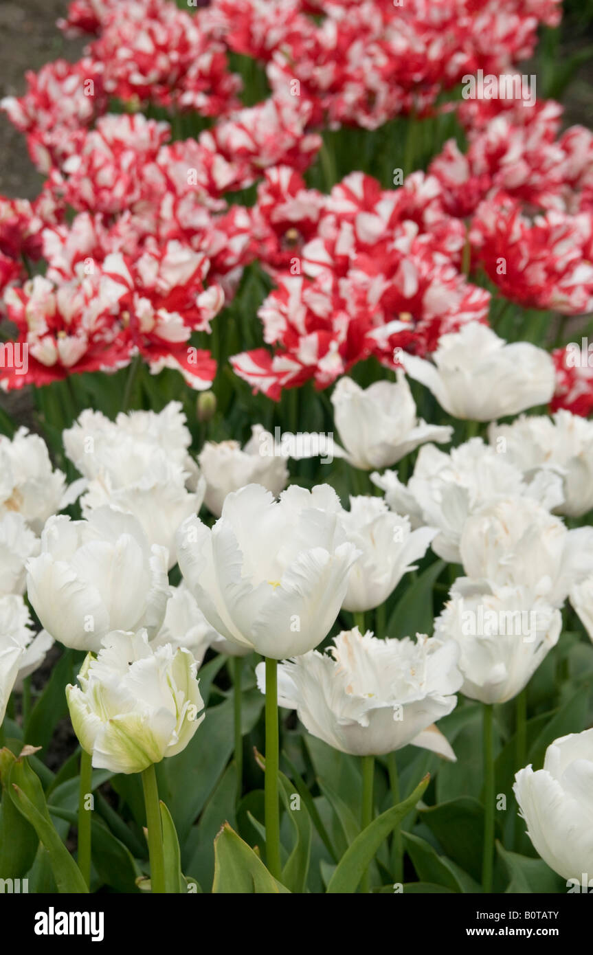 Colourful Tulips in country garden England UK Stock Photo - Alamy