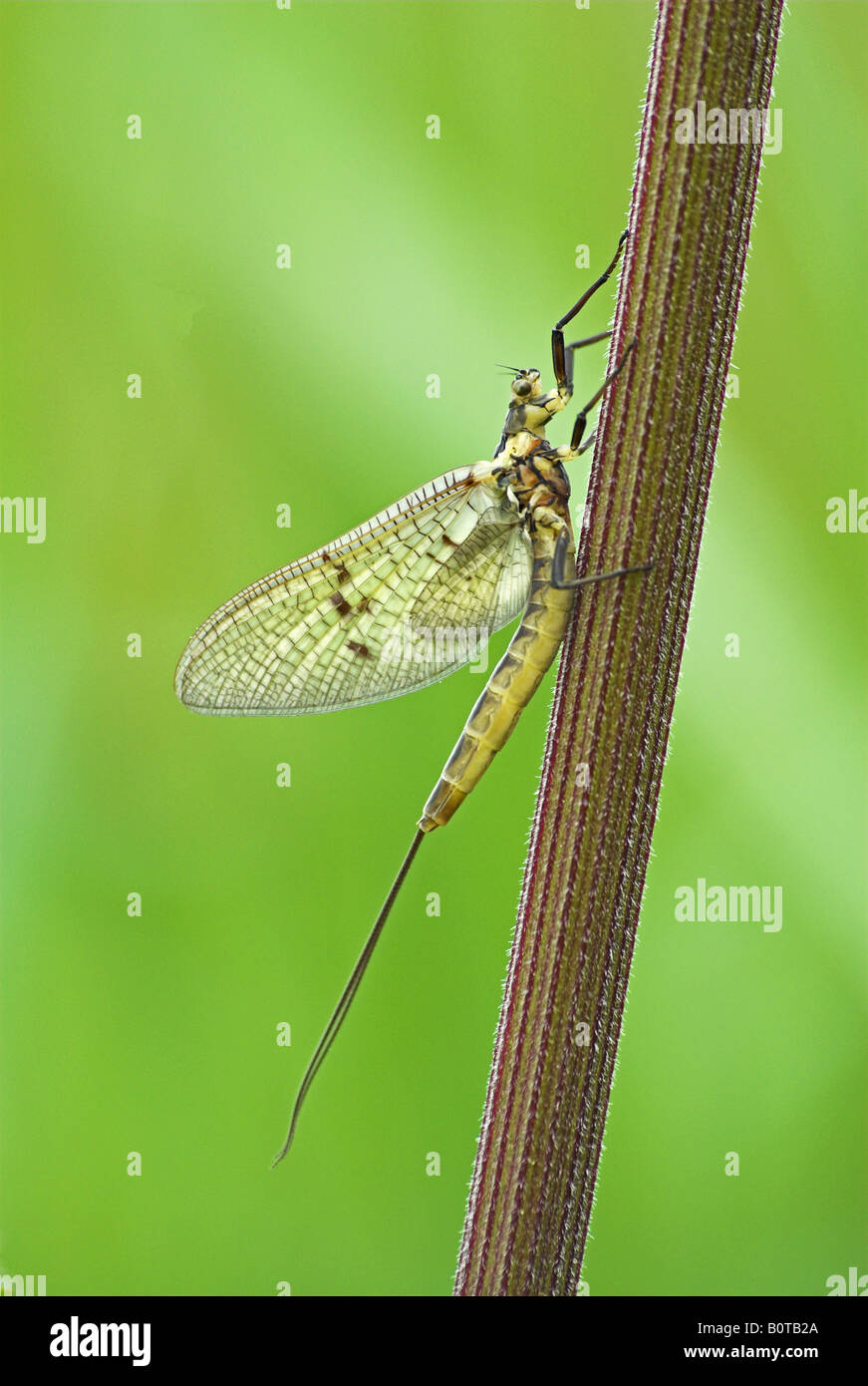 Mayfly insect hi-res stock photography and images - Alamy