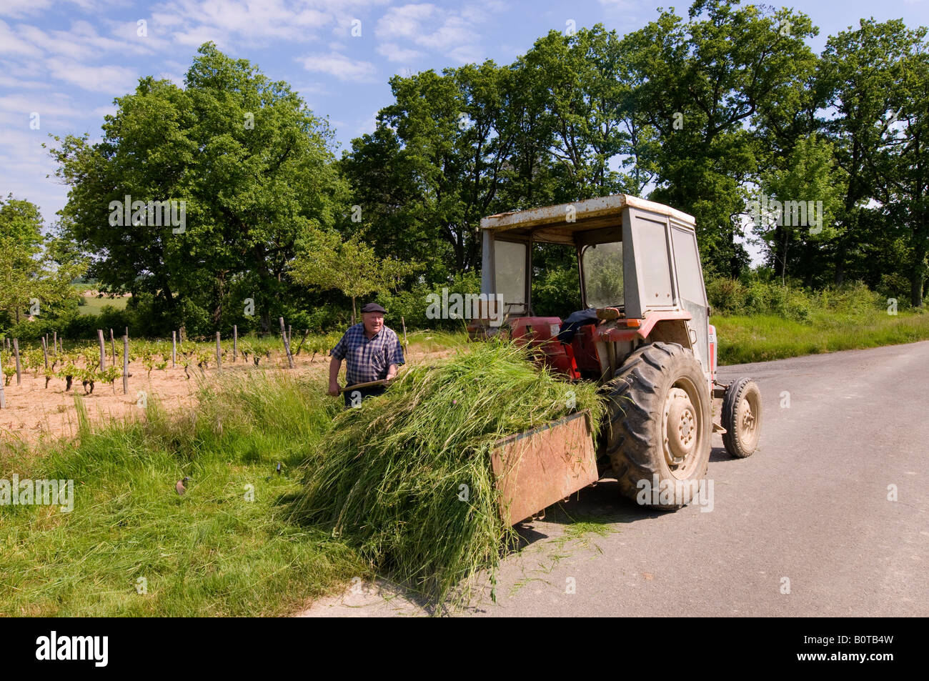 Farmer loading tractor box with grass, France Stock Photo - Alamy