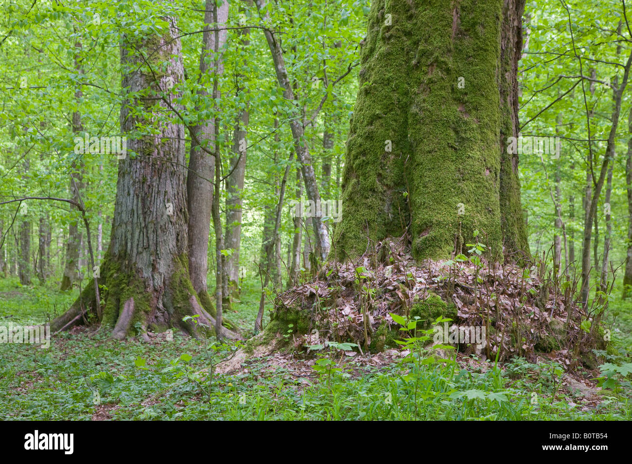 Vital for biodiversity hi-res stock photography and images - Alamy