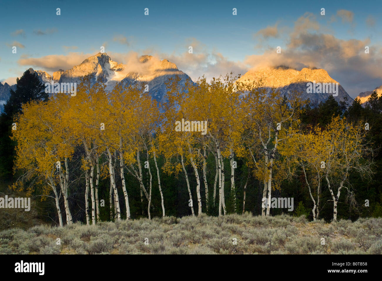 Aspen trees in fall below the Teton Range mountains at sunrise Grand ...