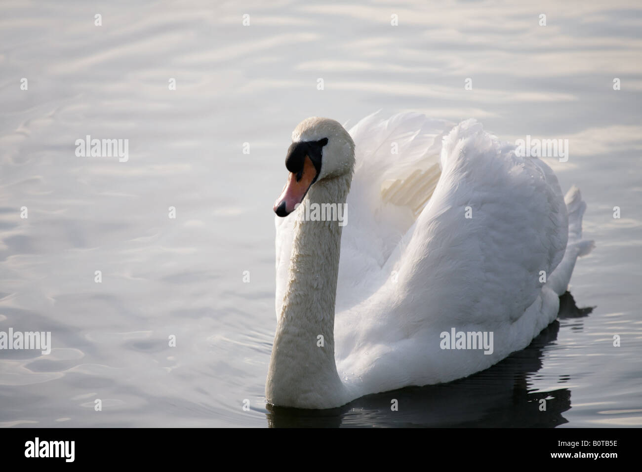 Swan loyalty hi-res stock photography and images - Alamy