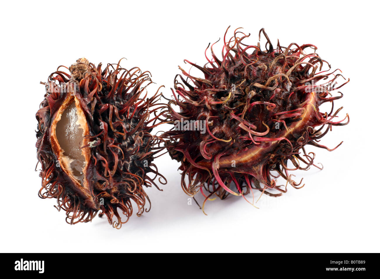 Rambutan fruit detail isolated on white background Stock Photo - Alamy