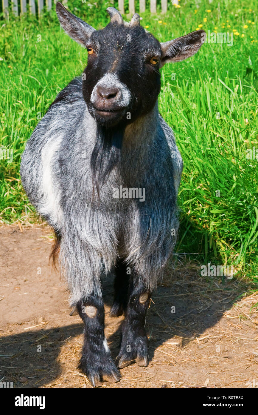 Black small horned goat (4) View from the front. Close up Stock Photo ...