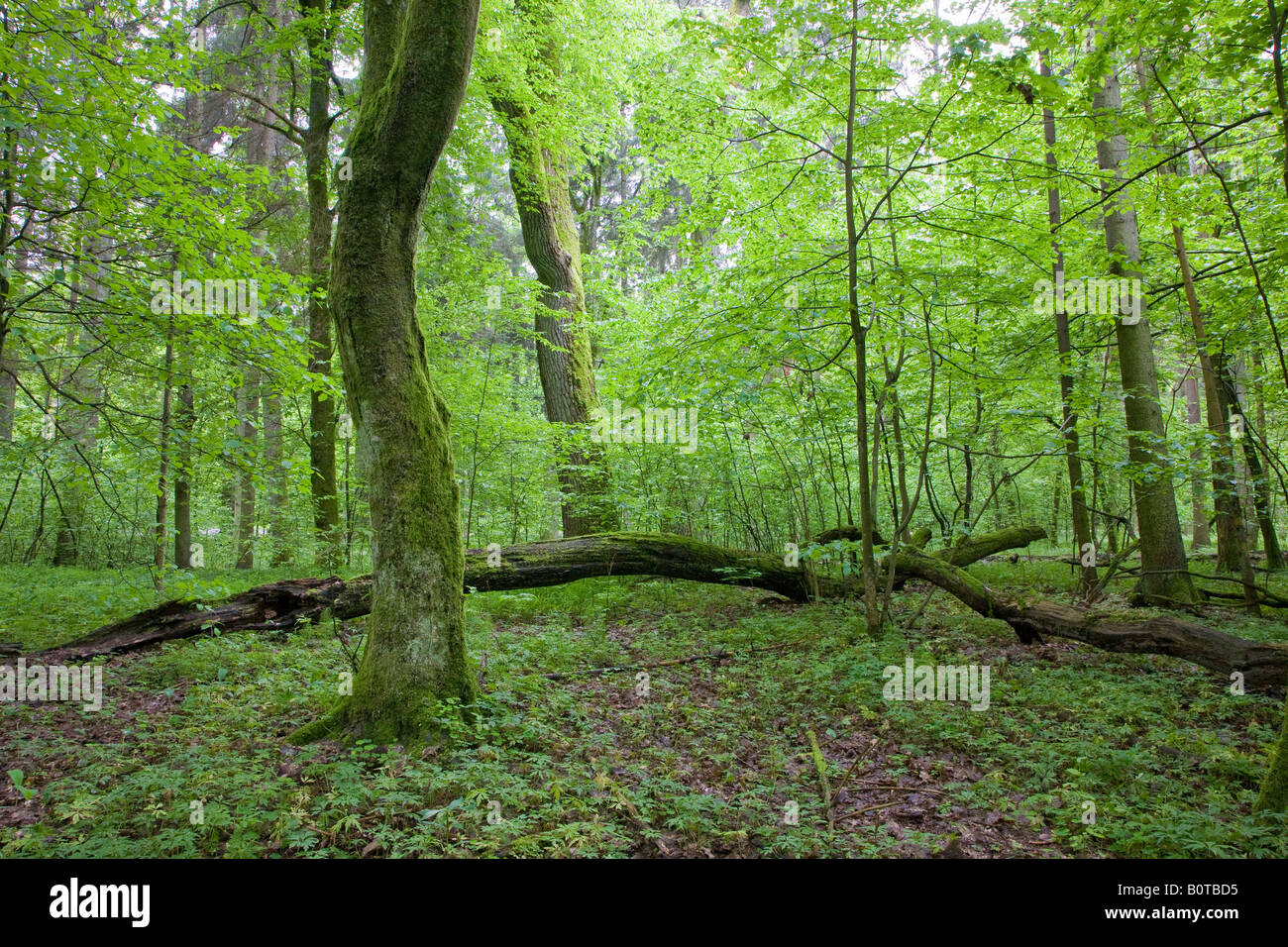 Natural deciduous forest landscape with dead tree and young hornbeam ...