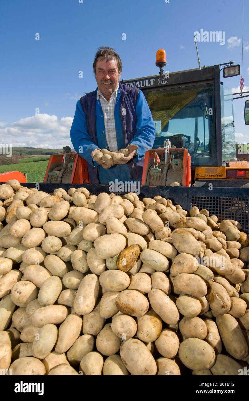 Farmer inspecting seed potato s loaded into hopper before planting ...
