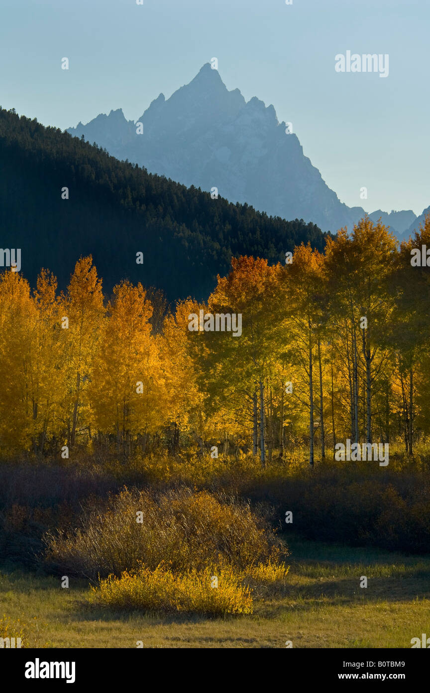 Golden autumn leaves on aspen trees in fall below Grand Teton mountain ...