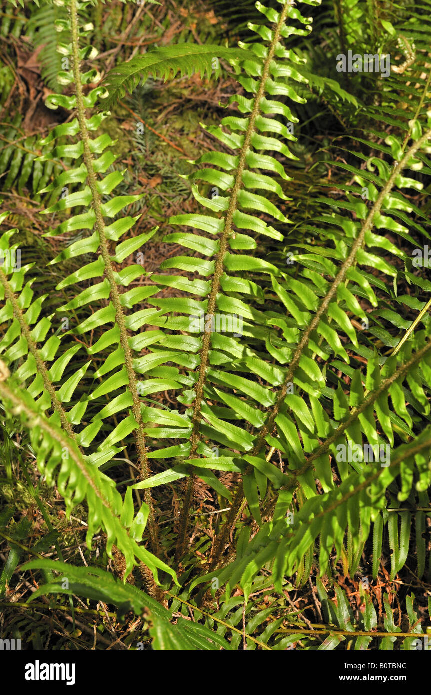 Sword fern hi-res stock photography and images - Alamy