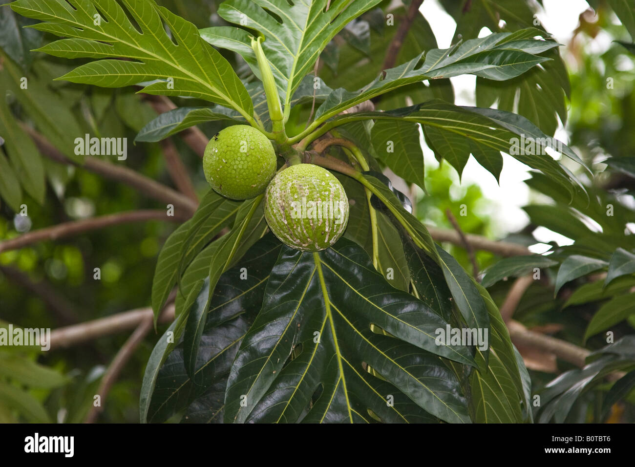 Breadfruit Artocarpus altilis Stock Photo - Alamy