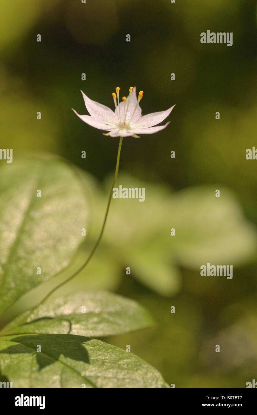 Western Starflower Trientalis latifolia (syn. Trientalis borealis in ...