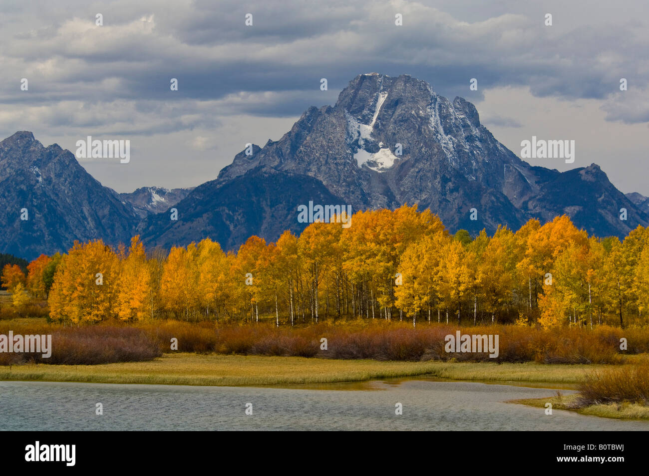 Golden Aspen trees in autumn below Mount Moran at Oxbow Bend Grand ...