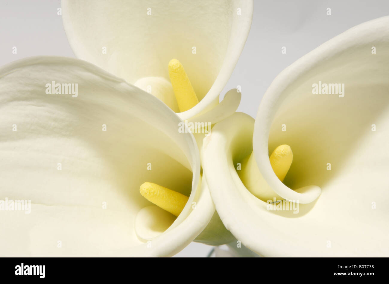 Cala lilly bouquet hi-res stock photography and images - Alamy