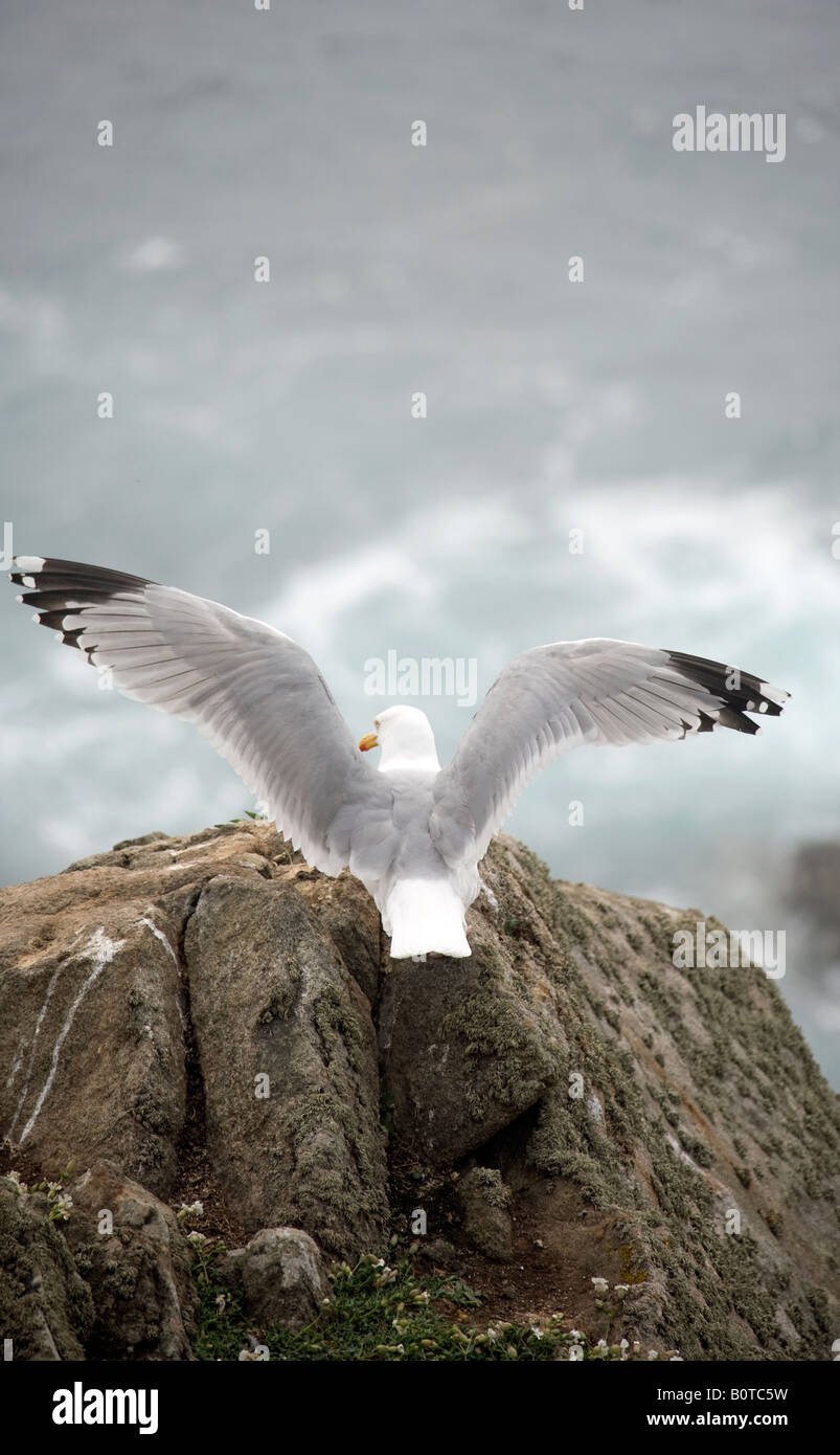 Seagull markings hi-res stock photography and images - Alamy