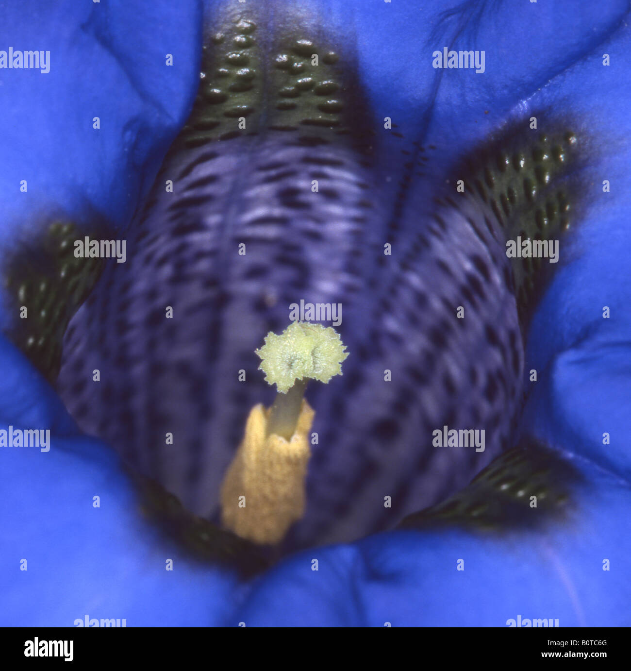 Blue Gentian Flower Stock Photo - Alamy