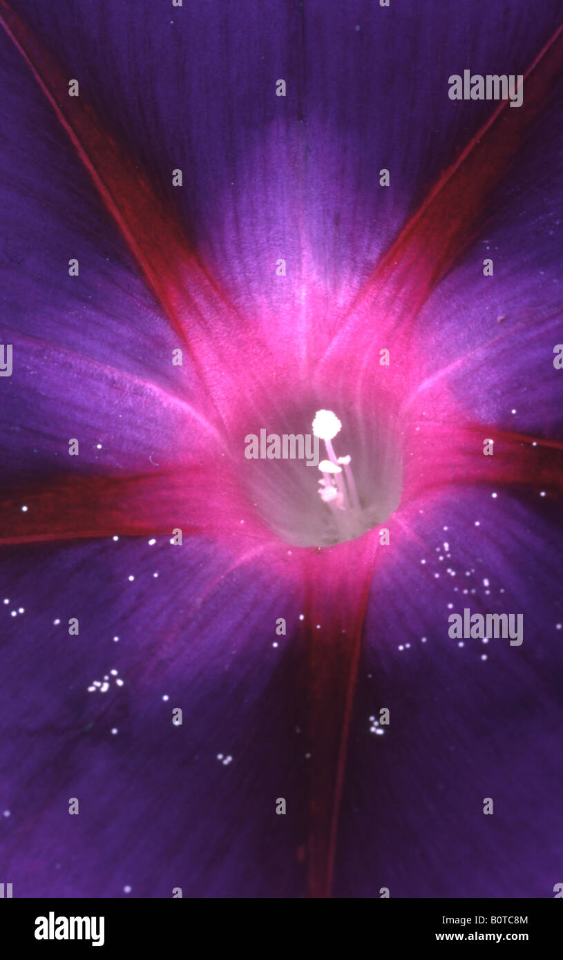 Ipomea Flower "Bind Weed Stock Photo - Alamy