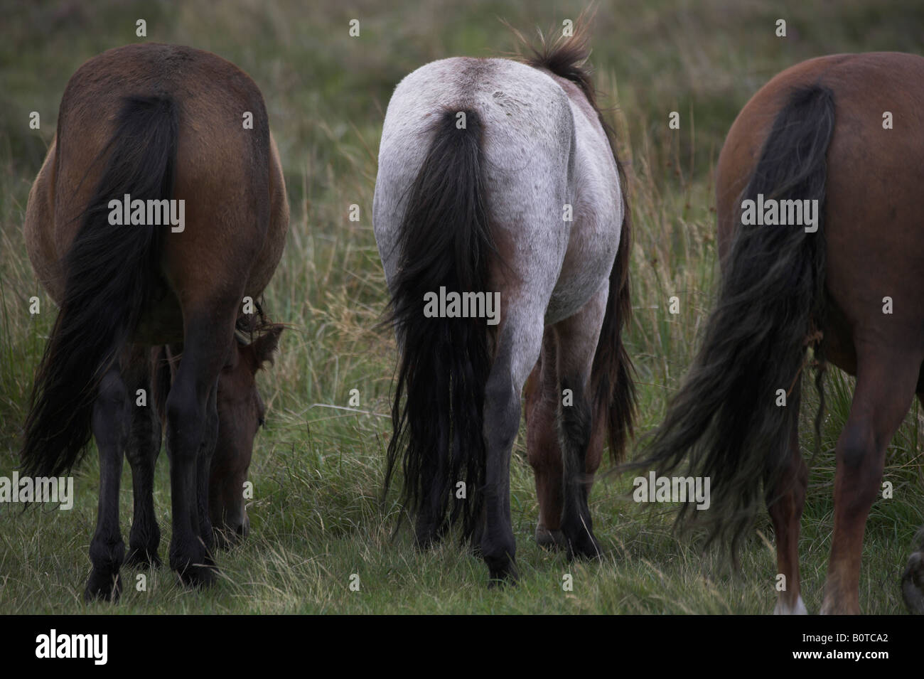 DARTMOOR PONY rear view Dartmoor Devonshire south western England Stock ...