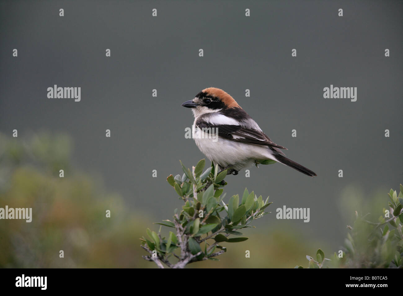 Woodchat shrike Lanius senator spring Spain Stock Photo - Alamy