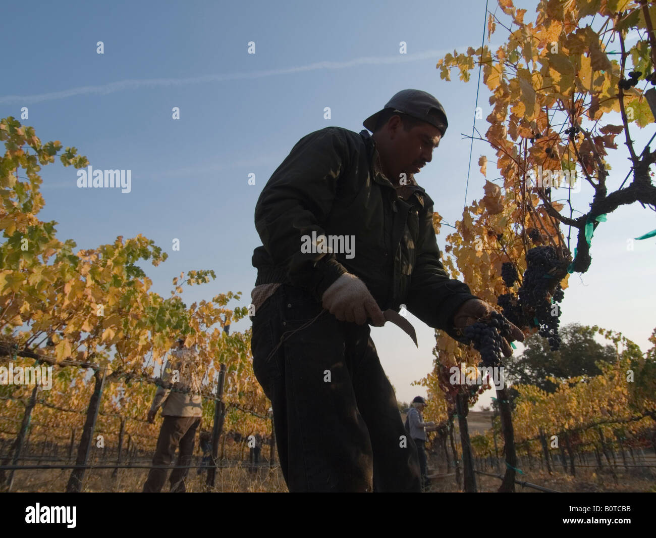Farm workers harvest grapes for wine making Stock Photo - Alamy