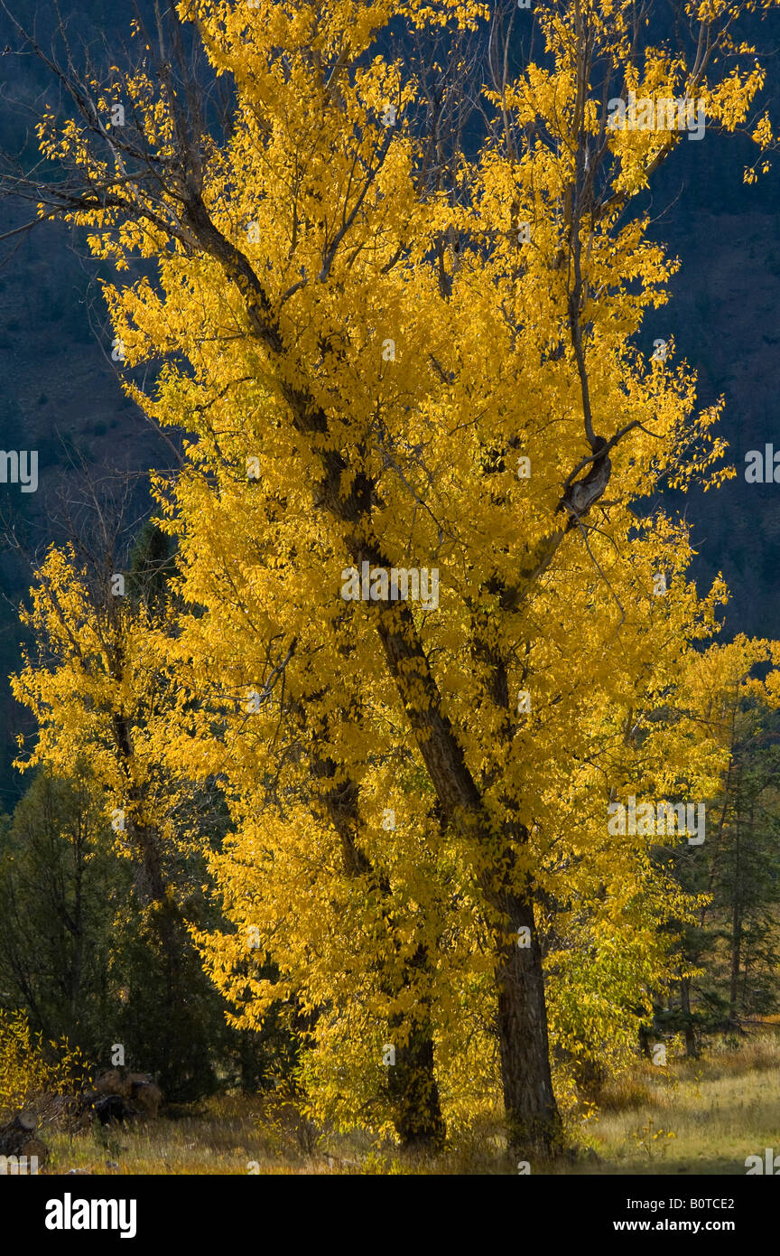 Fall colors in the Shoshone National Forest near Cody Wyoming Stock ...