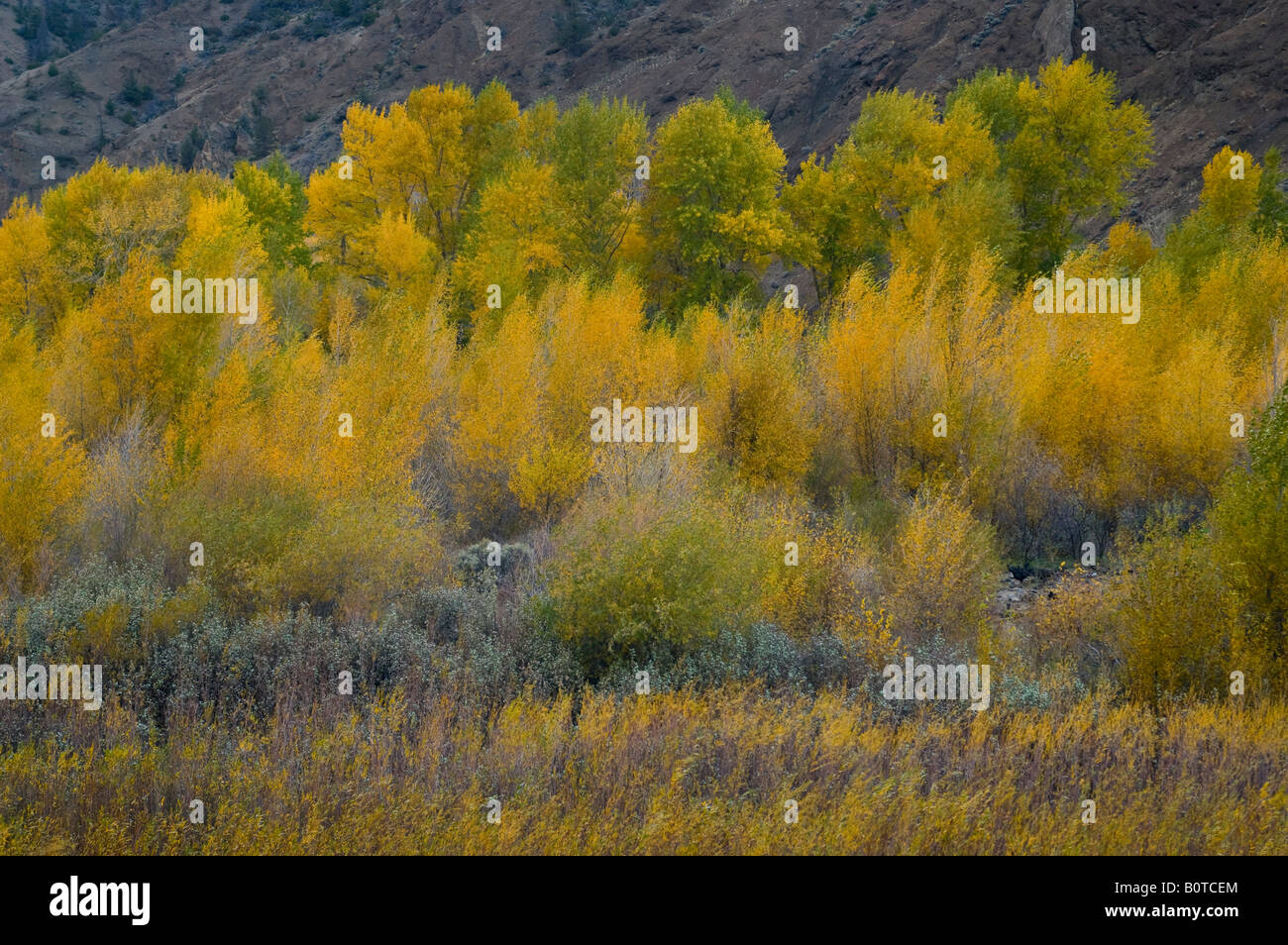 Fall colors in the Shoshone National Forest near Cody Wyoming Stock ...