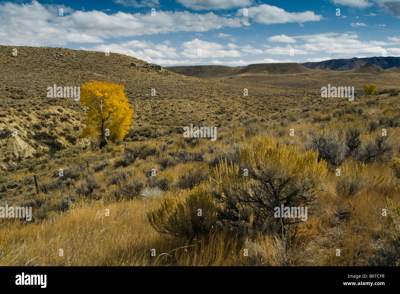 Lone tree in fall on range lands near Cody Wyoming Stock Photo - Alamy