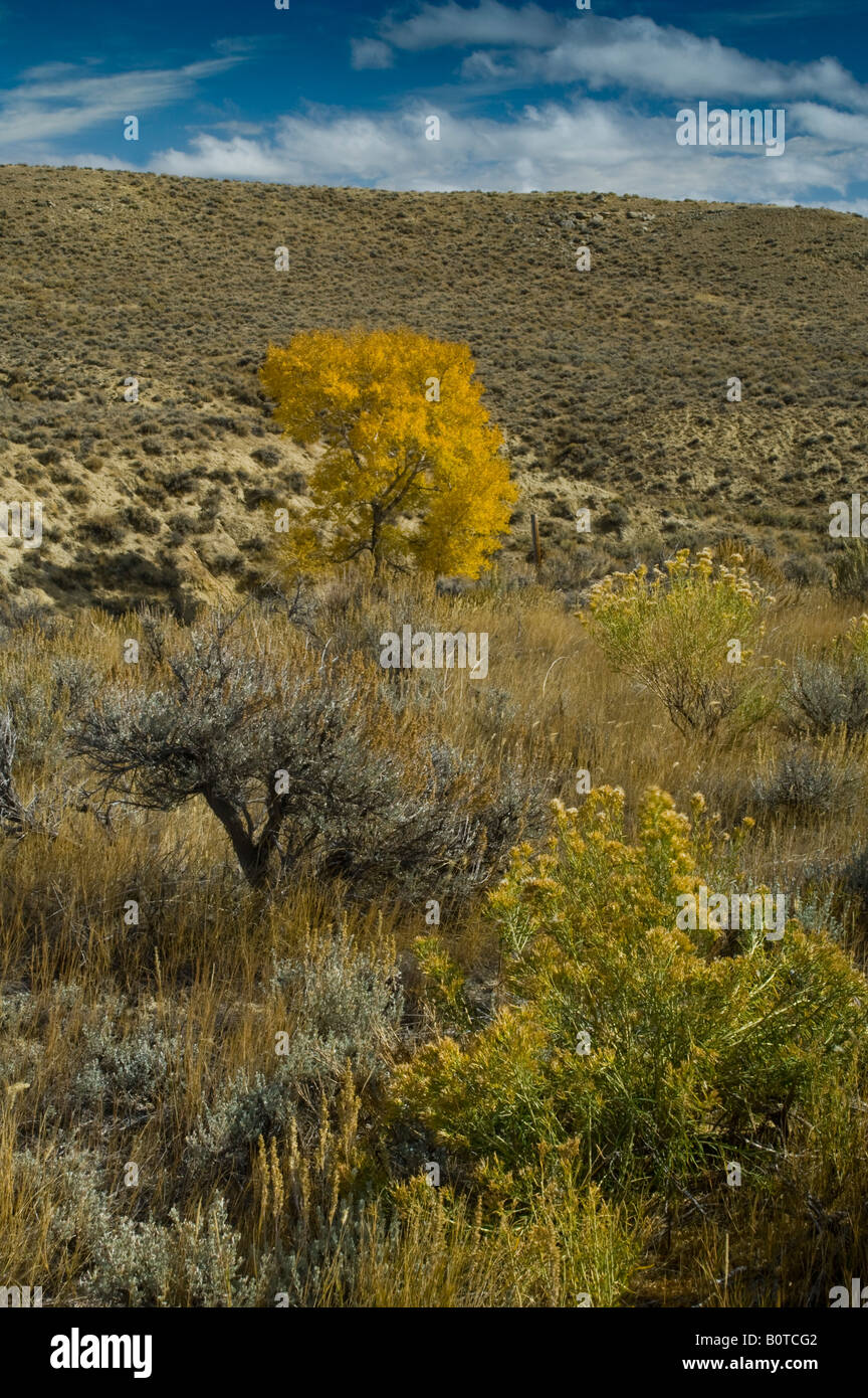 Lone tree in fall on range lands near Cody Wyoming Stock Photo - Alamy