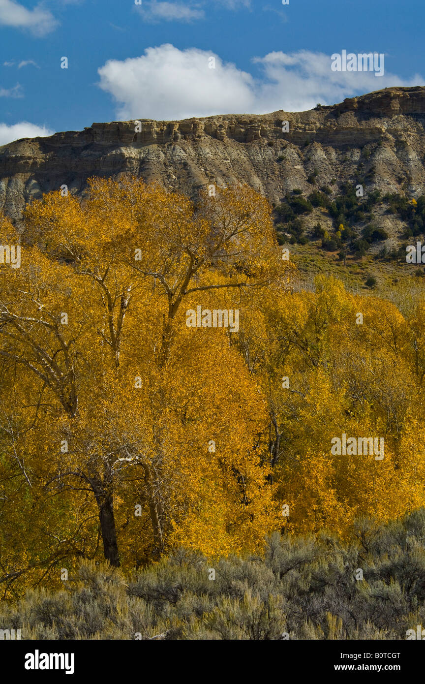 Fall colors on trees below butte along scenic state route 120 near Cody ...