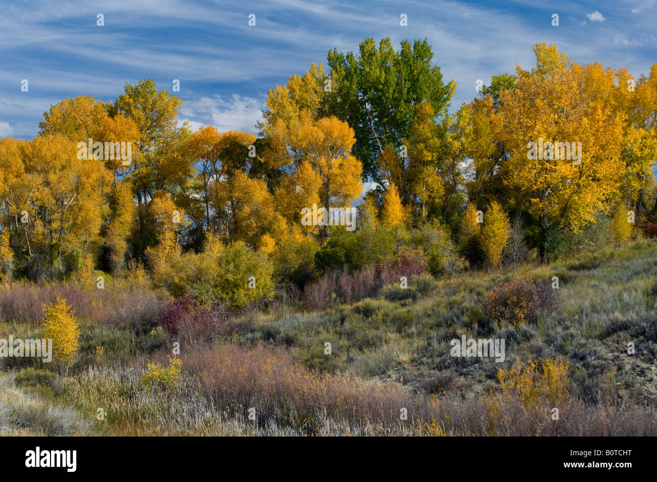Fall colors on trees Fremont County Wyoming Stock Photo - Alamy