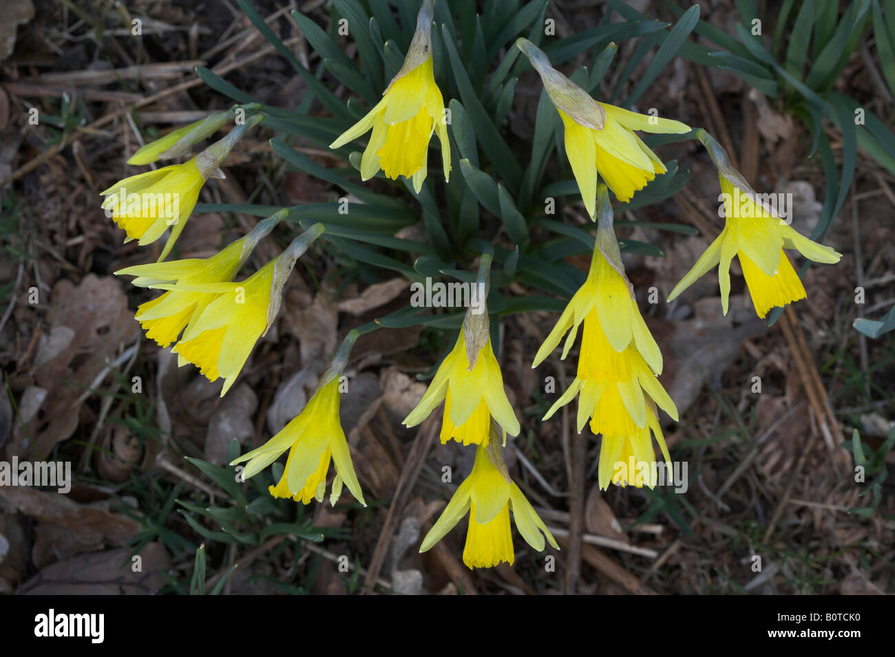 WILD DAFFODILS Narcissus pseudonarcissus Native veriety on edge of ...