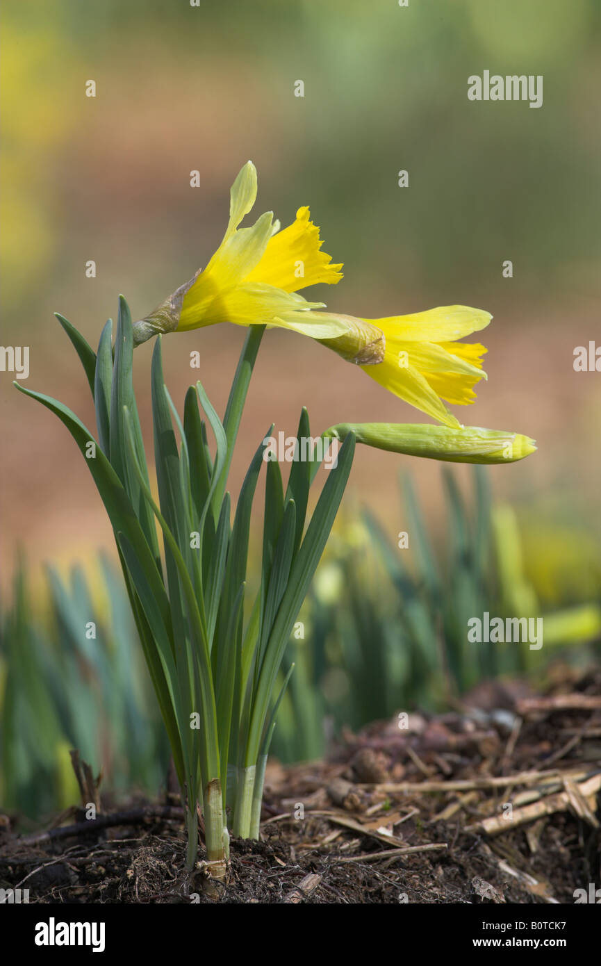 WILD DAFFODILS Narcissus pseudonarcissus Native veriety on edge of ...