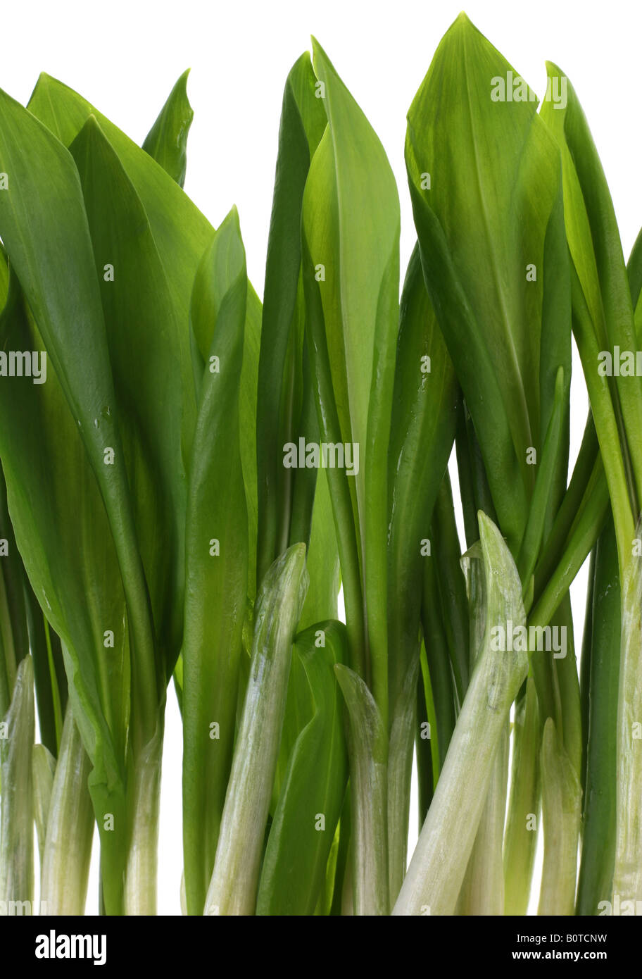 Ramson bunch vegetable isolated on white background Stock Photo - Alamy