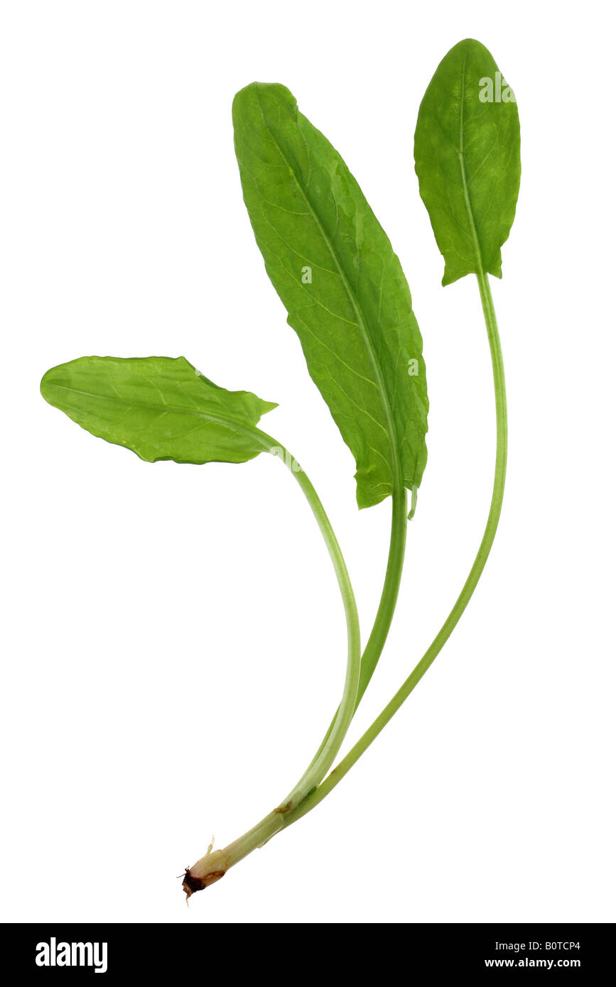 Fresh rumex vegetable isolated on white background Stock Photo - Alamy