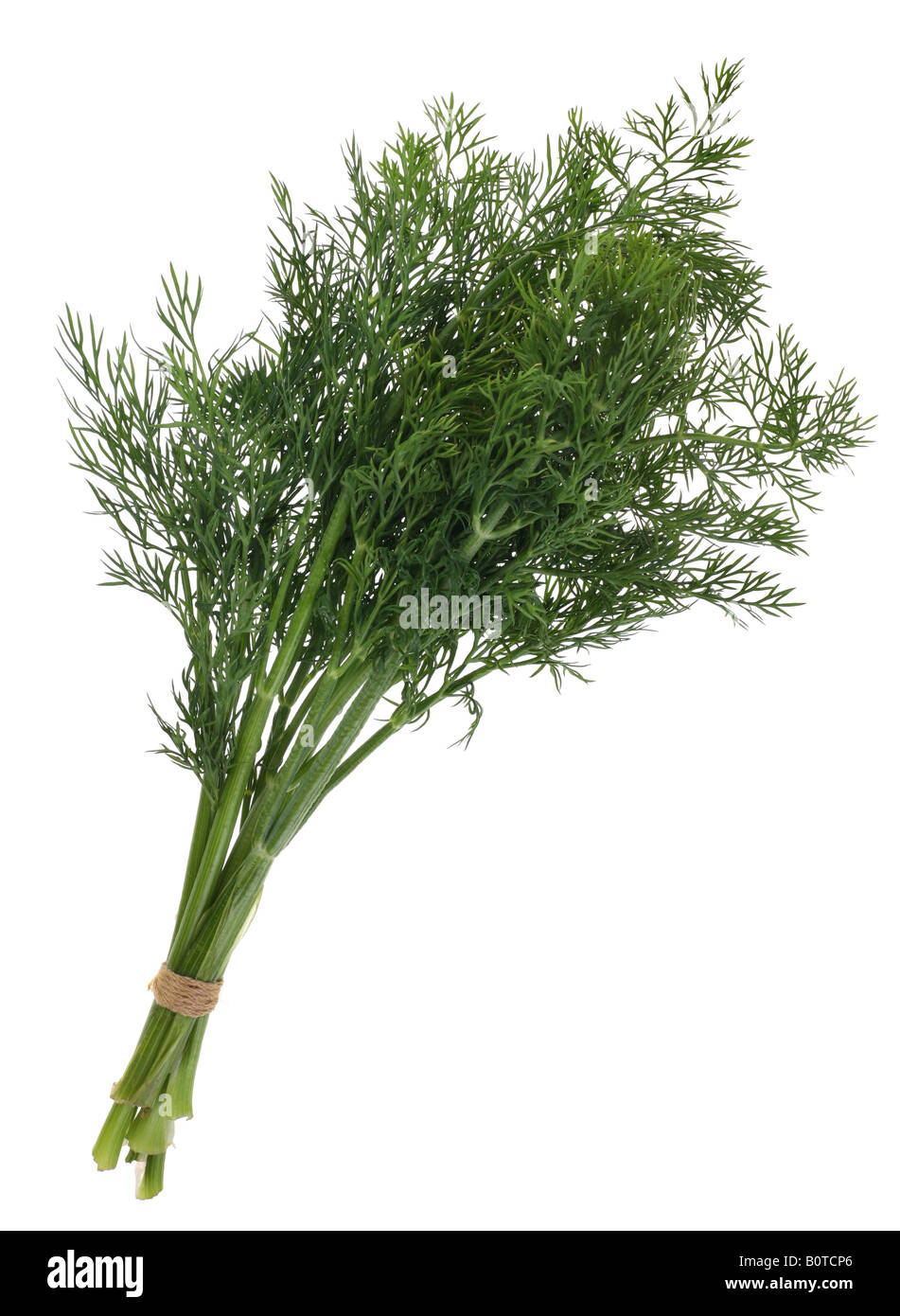 Green fennel bunch isolated on white background Stock Photo - Alamy