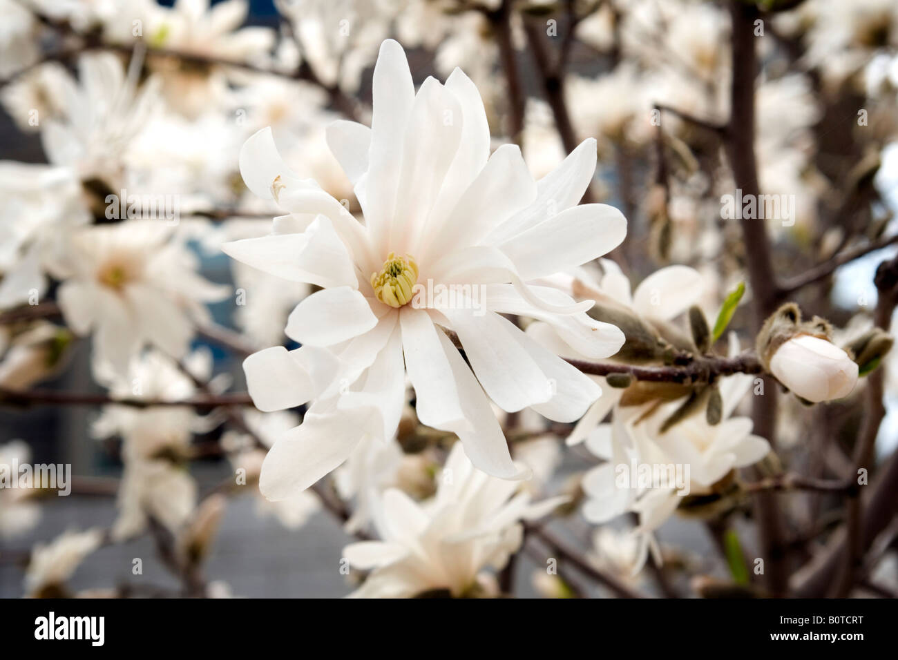 Spring flowers in bloom in Montreal Stock Photo - Alamy