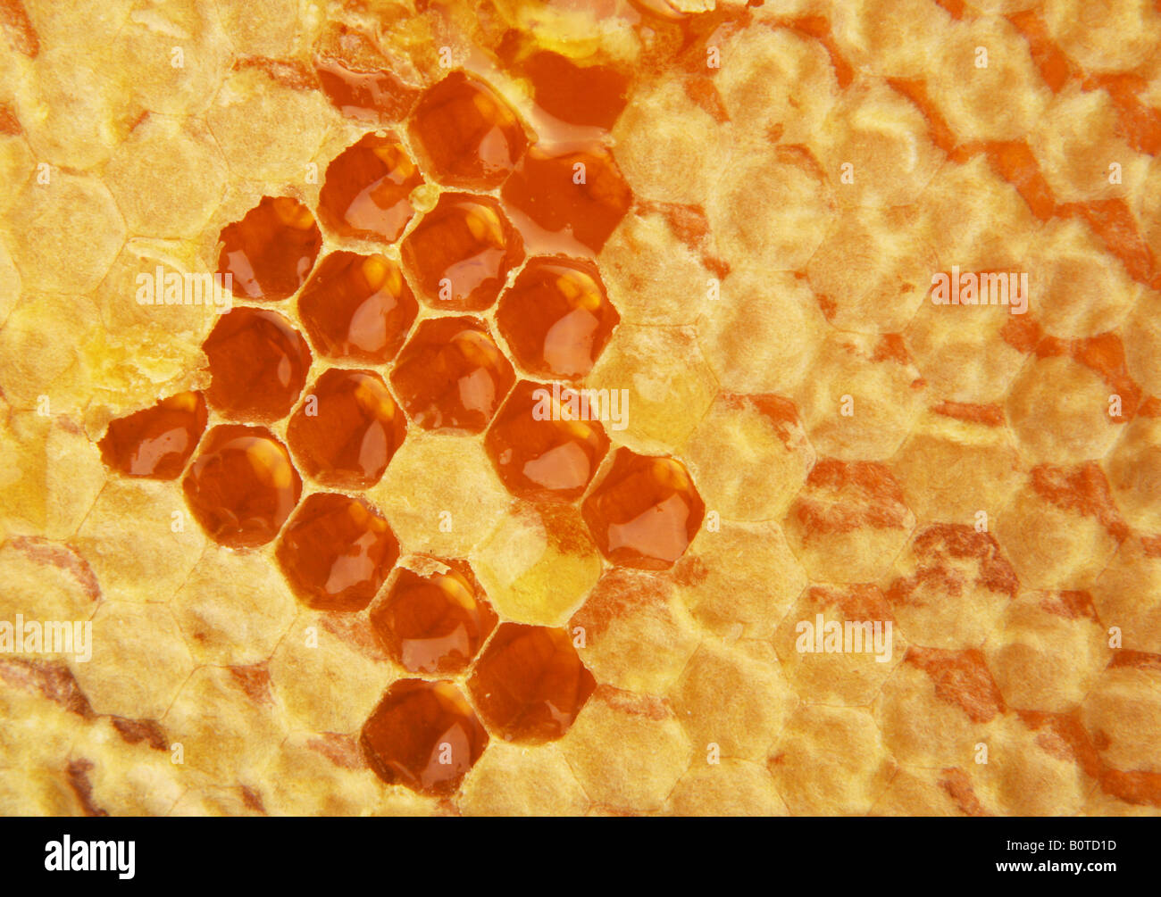 Yellow honeycomb wax cell detail texture background Stock Photo - Alamy