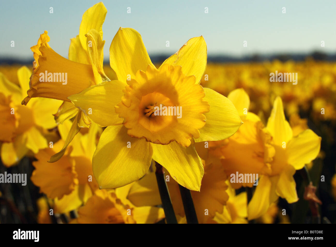 Closeup of a yellow daffodil in a field Stock Photo - Alamy