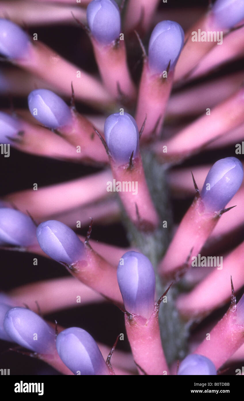 colorful flower buds Stock Photo - Alamy