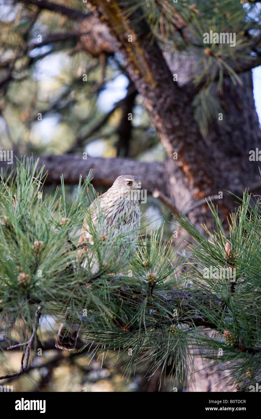 Falcon colorado hi-res stock photography and images - Alamy
