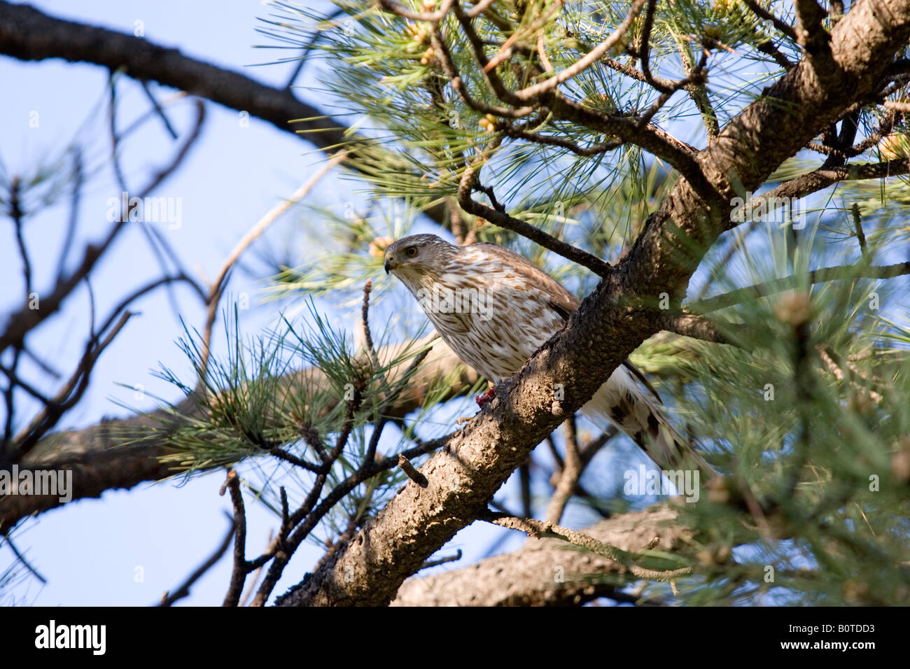 Falcon colorado hi-res stock photography and images - Alamy