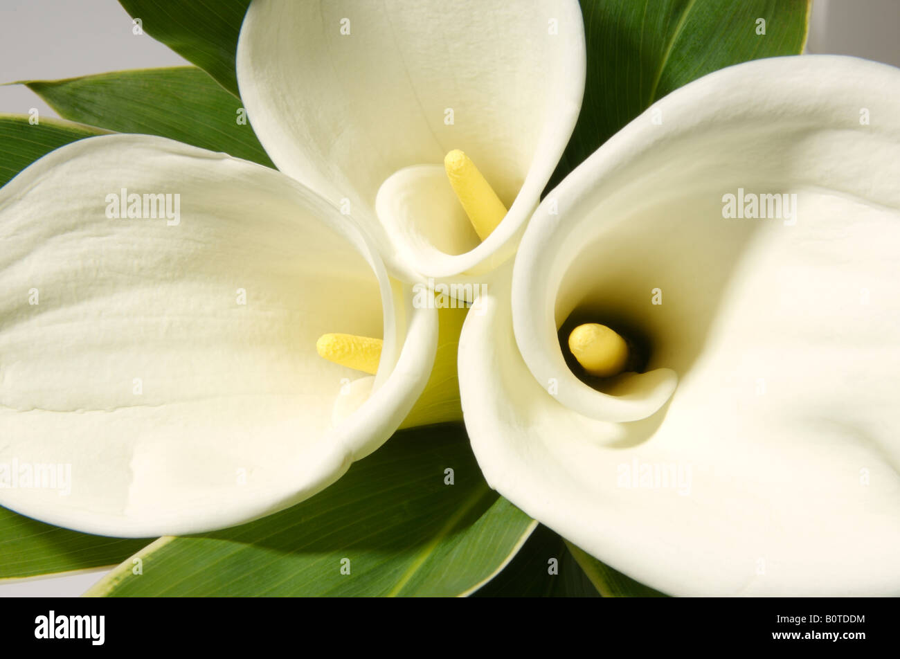 Cala lilly bouquet hi-res stock photography and images - Alamy