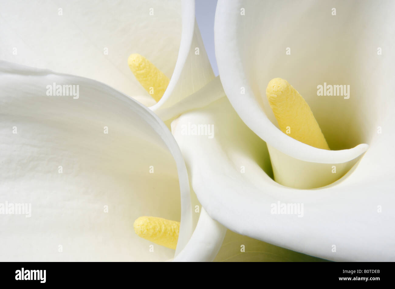 Cala lilly bouquet hi-res stock photography and images - Alamy