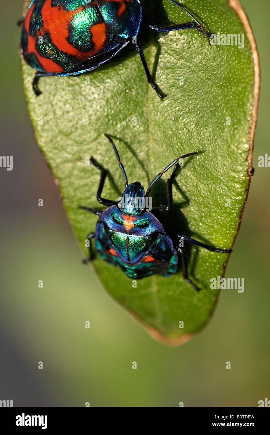 Shield Stink Bug Shieldbug Stinkbug Stock Photo - Alamy