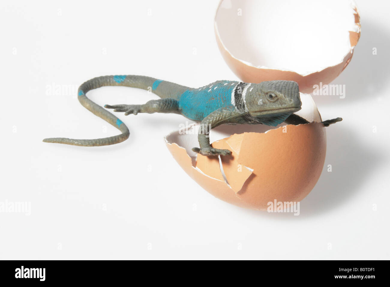 blue spiny lizard hatchling Stock Photo - Alamy